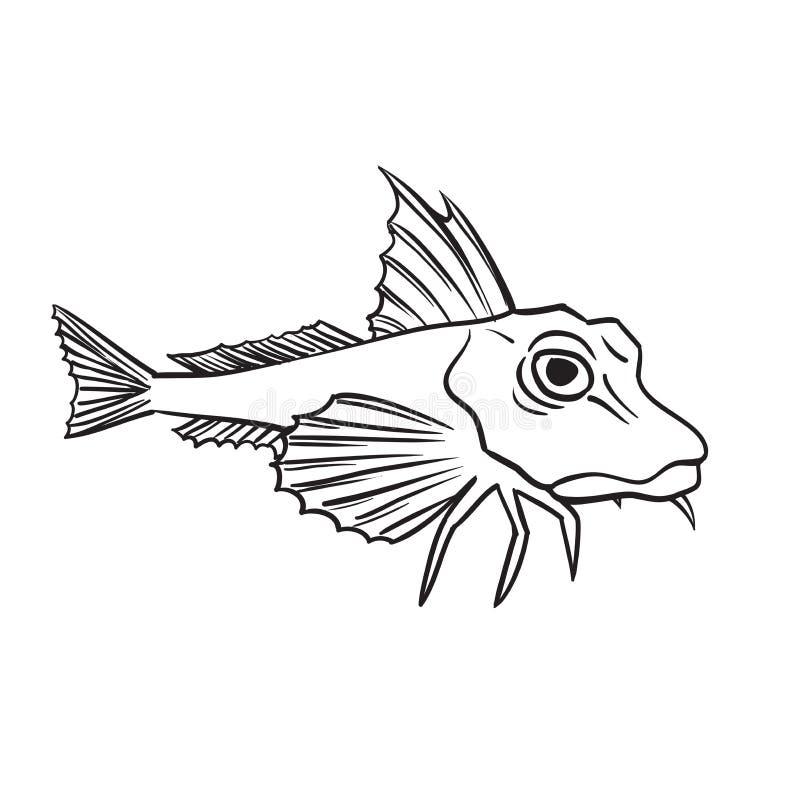 Red Gurnard Stock Illustrations – 10 Red Gurnard Stock Illustrations ...