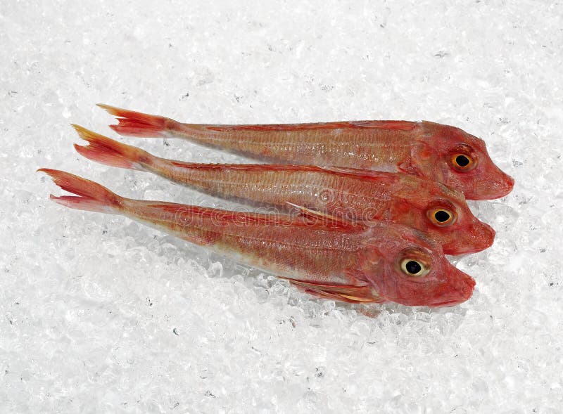 Red Gurnard, Trigla Cuculus, Fresh Fish on Ice Stock Photo - Image of ...