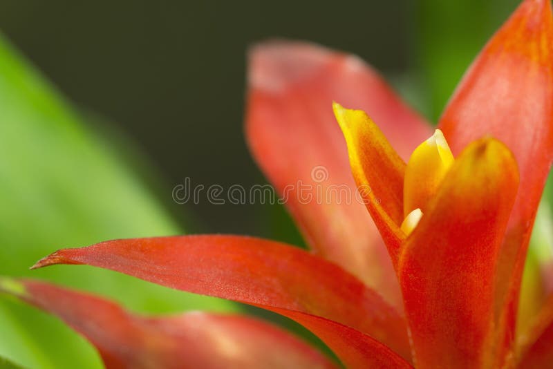 Red guzmania flower stock image. Image of botanical, guzmania - 65044811