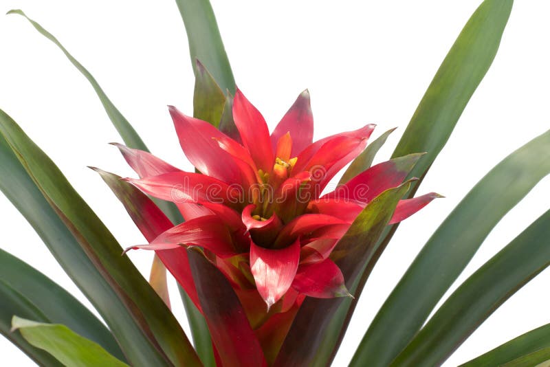 Red guzmania flower stock image. Image of decoration - 65044817