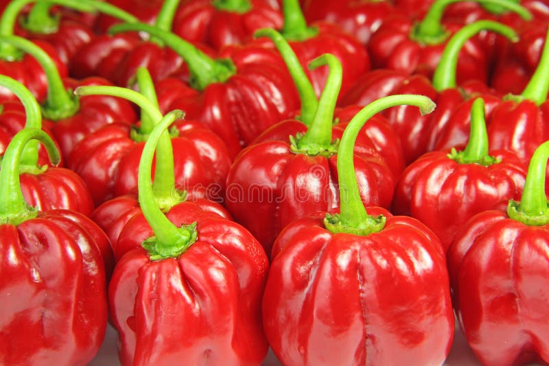 Red habanero stock photo. Image of chili, delicacies - 28164930