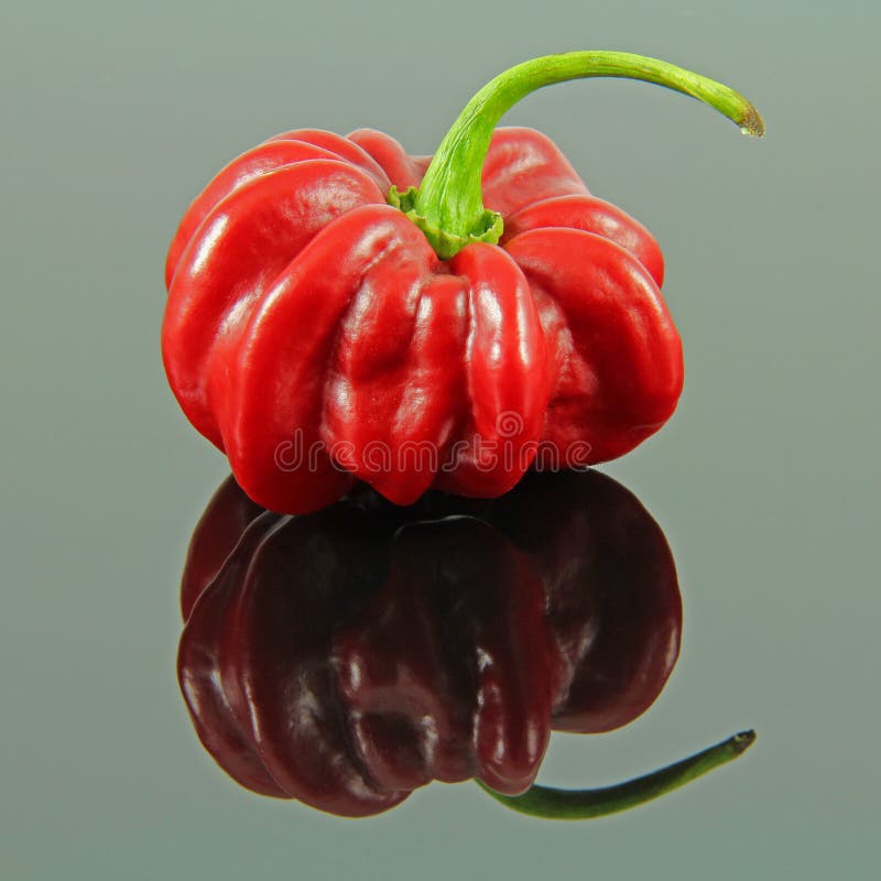 Red habanero pepper stock image. Image of color, ripe - 28017261