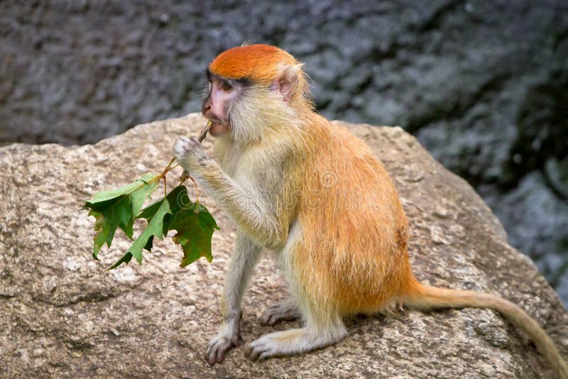 Red hair monkey stock image. Image of african, irish - 26862689