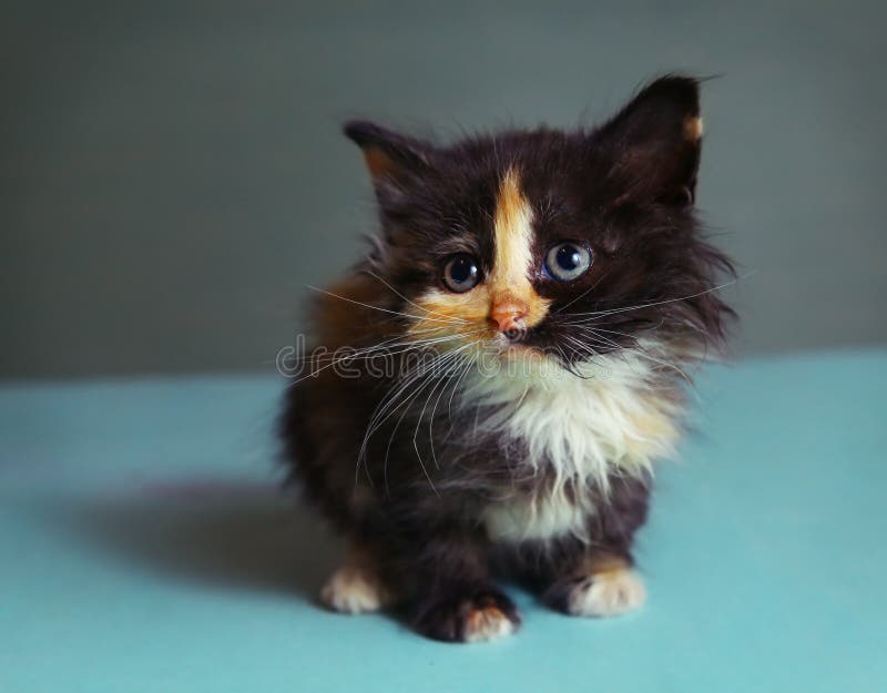 Red Hair One Month Old Little Kitten Stock Image - Image of surprised ...
