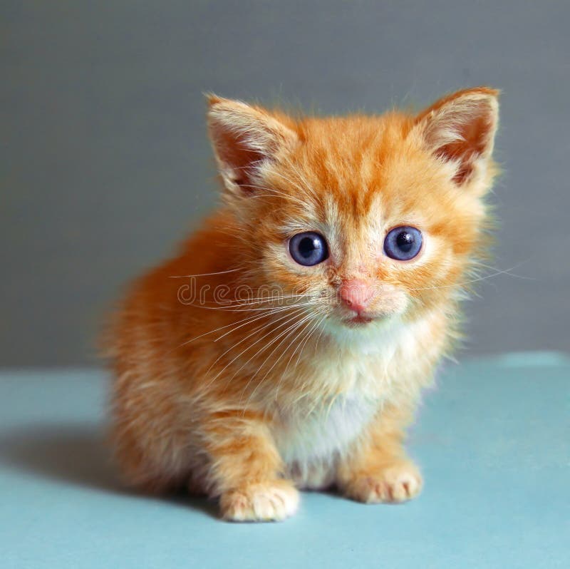 Red Hair One Month Old Little Kitten Stock Image - Image of little ...