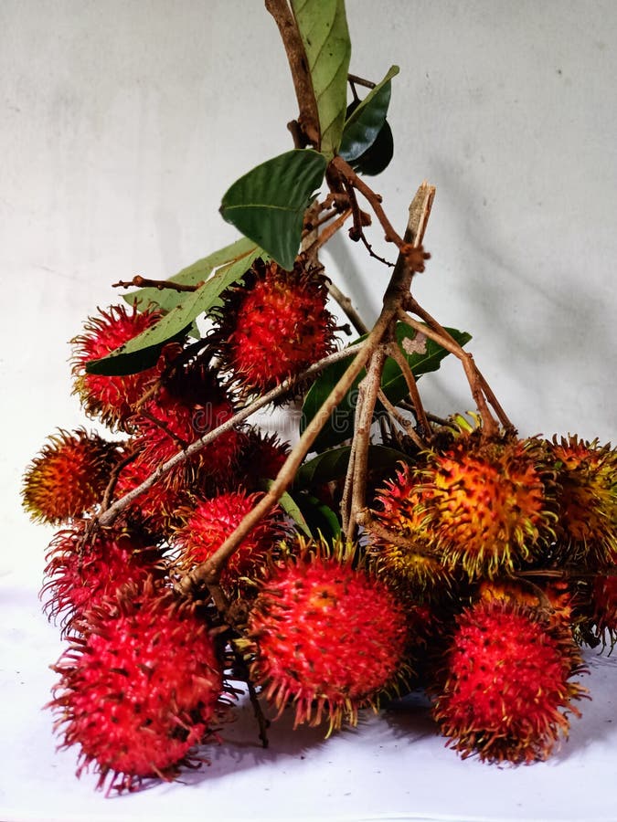 The Red Hair Rambutan Fruit from Indonesia Stock Photo - Image of ...