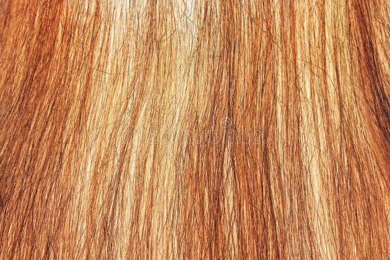 Red Hair Texture, stock image. Image of human, adult - 231404779