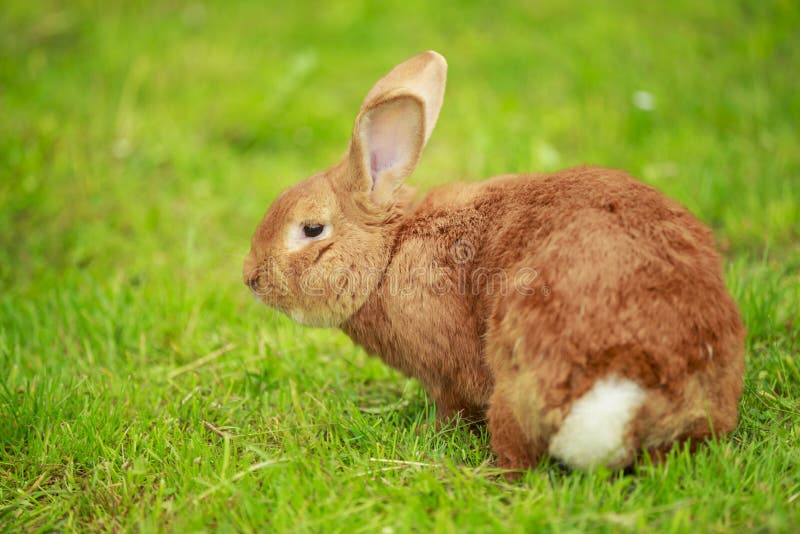 1,006 Big Red Rabbit Photos - Free & Royalty-Free Stock Photos from ...