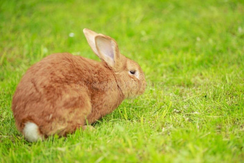 1,048 Big Red Rabbit Stock Photos - Free & Royalty-Free Stock Photos ...