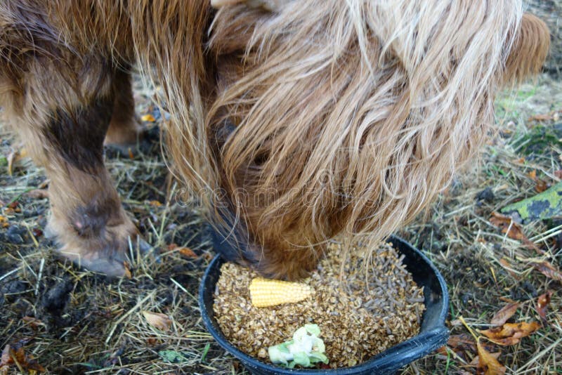 Red Haired Bull Eating stock photo. Image of eating - 160101130