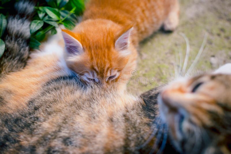 Red-haired Cat Feeds a Red-haired Kitten. Stock Photo - Image of ...