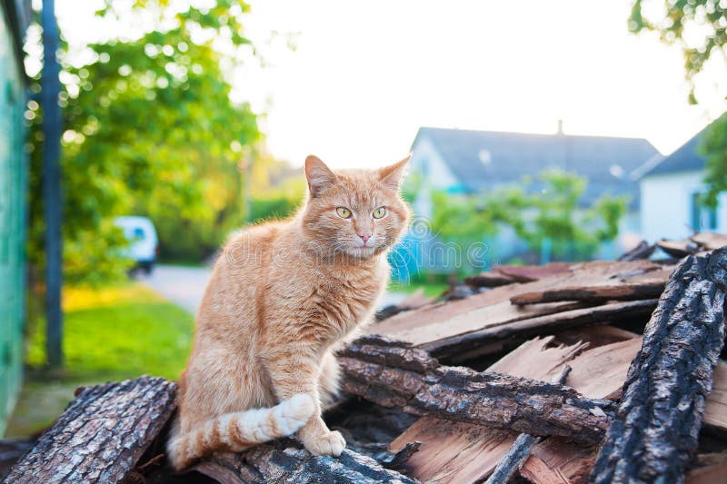 Red-haired Cat Sitting on Summer Wood Stock Image - Image of cool ...