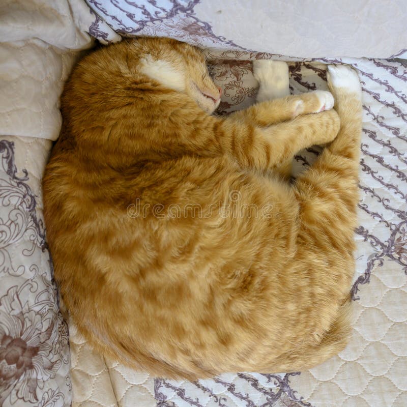 A Red-haired Cat Sleeps on the Couch Curled Up in the Shape of a Square ...