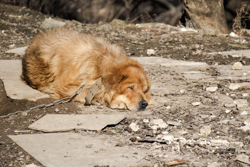 Red-haired Chain Dog Sleeps Sweetly on the Ground Under the Rays of the ...