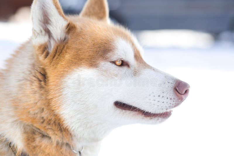 Red Haired Cooper Husky Dog Stock Image - Image of breed, dogs: 110629403