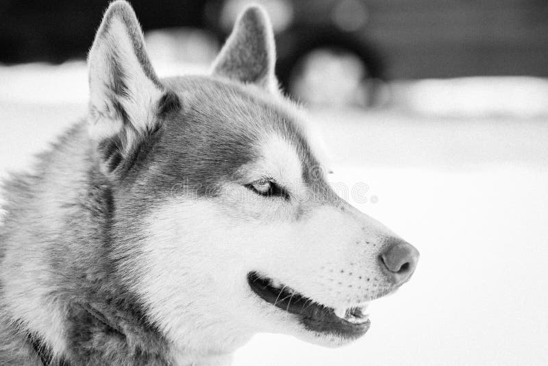 Red Haired Cooper Husky Dog Stock Image - Image of doggy, domestic ...