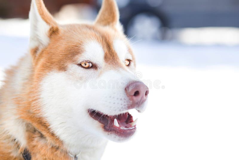 Red Haired Cooper Husky Dog Stock Image - Image of doggy, domestic ...
