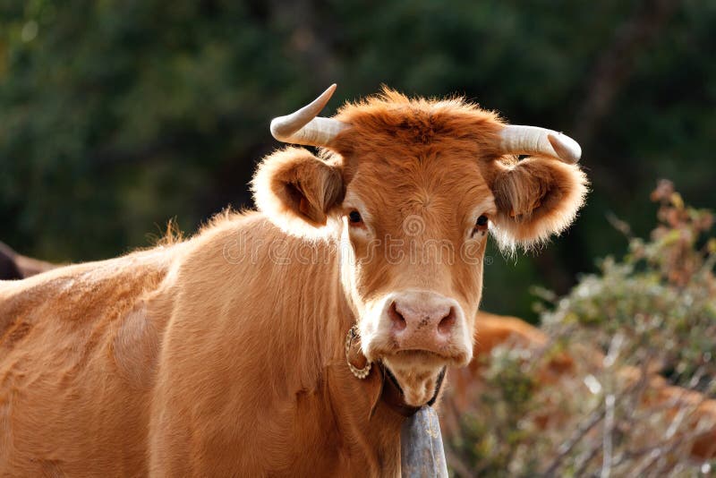 Red haired cow stock image. Image of outdoor, green - 117650889