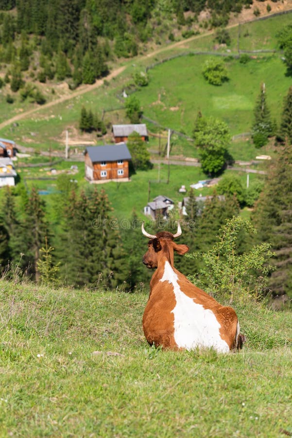 A Red-haired Cow Lies and Rests on a Pasture in the Mountains Stock ...