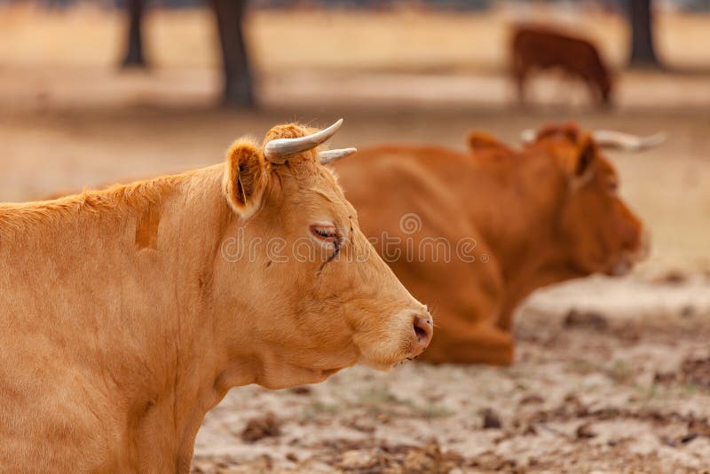 564 Haired Domestic Cow Stock Photos - Free & Royalty-Free Stock Photos ...