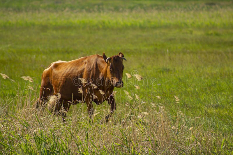 The Red-haired Cow Returns with Full Udder from the Pasture Across the ...