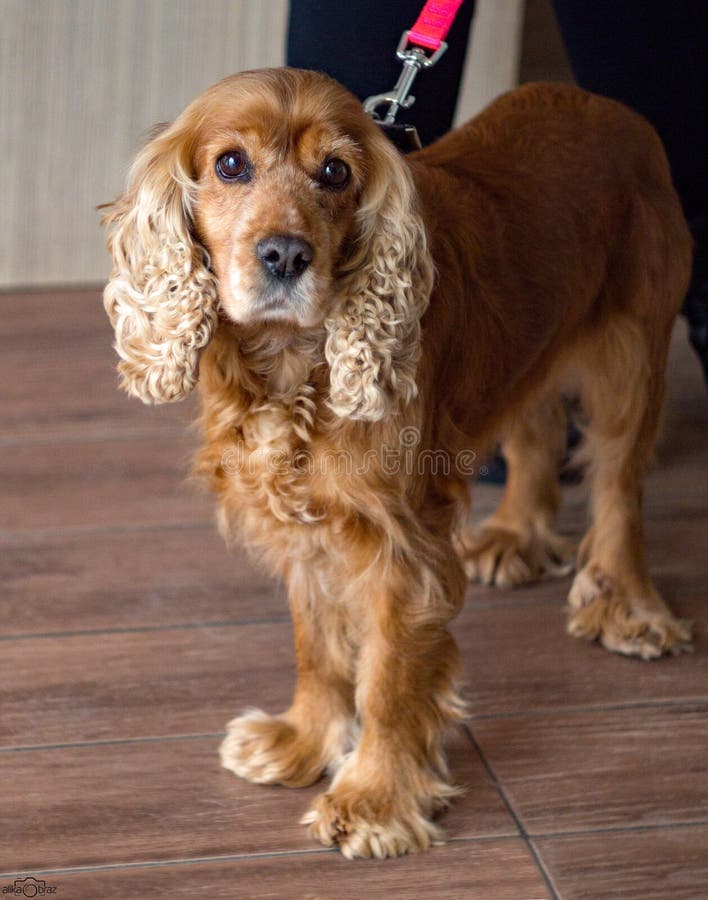 Red-haired Dog Cocker Spaniel with Sad and Beautiful Eyes Stock Image ...