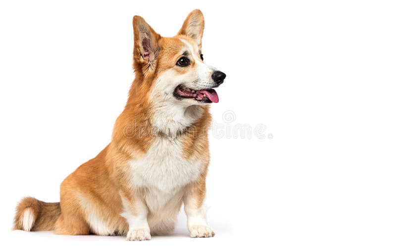 Red dog looks sideways stock photo. Image of shoot, listen - 184579582