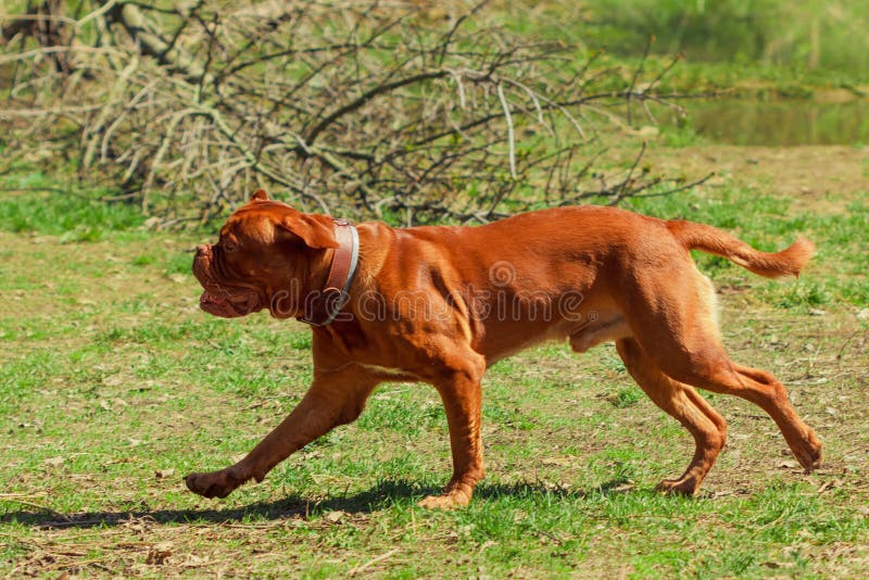 Red-haired Dog. Red Mastiff Run in Park Stock Image - Image of boxer ...