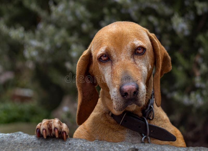 Red-haired Dog with Sad and Beautiful Eyes Stock Image - Image of ...