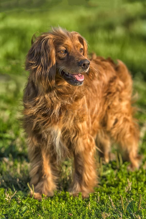Red-haired English Cocker Spaniel Stock Image - Image of green ...