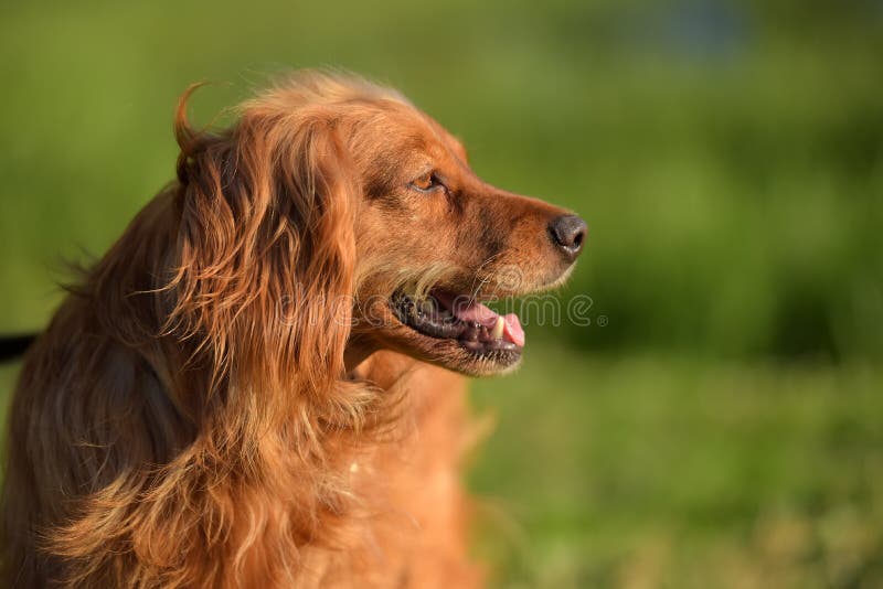 Red-haired English Cocker Spaniel Stock Image - Image of grass ...