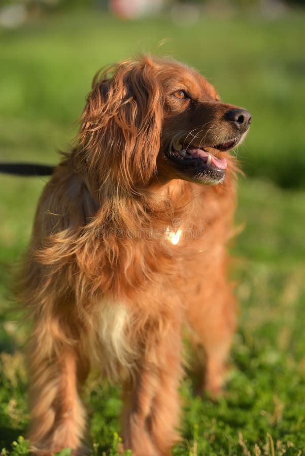 Red-haired English Cocker Spaniel Stock Image - Image of golden, green ...