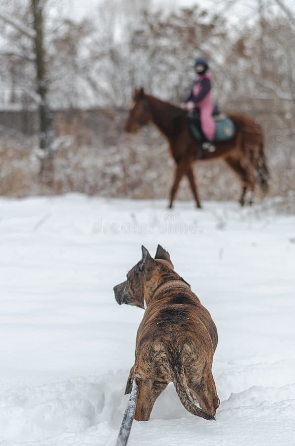 Red-haired Fighting Dog Watchfully Watching a Group of Riders Stock ...