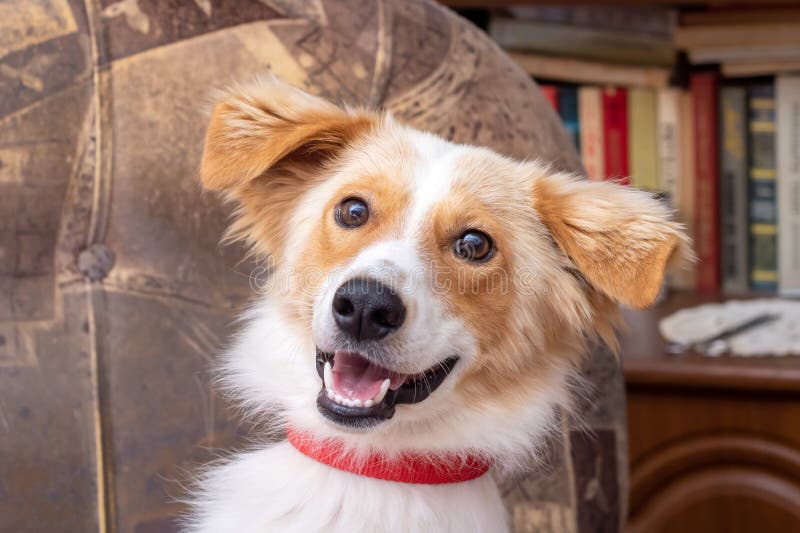 Red-haired Fluffy Dog Smiling at Home Closeup Stock Photo - Image of ...