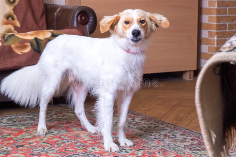 Red-haired Fluffy Dog Smiling at Home Closeup Stock Photo - Image of ...