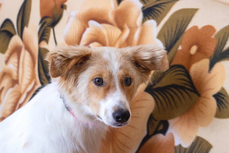 Red-haired Fluffy Dog Smiling at Home Closeup Stock Image - Image of ...