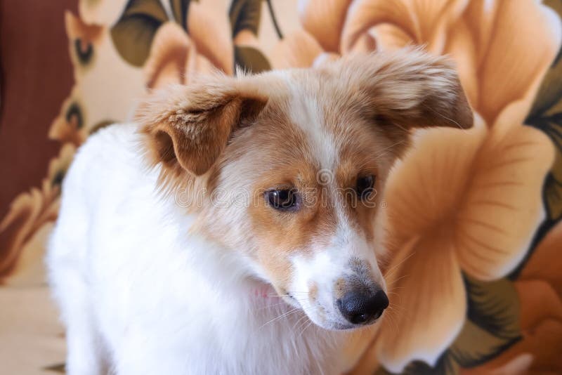 Red-haired Fluffy Dog Smiling at Home Closeup Stock Image - Image of ...