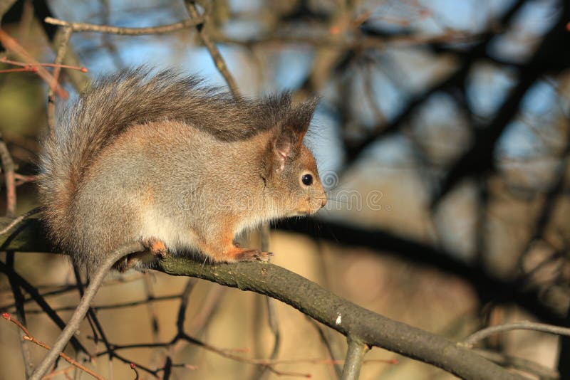 Red-haired Furry Squirrel in the Park Stock Image - Image of nature ...