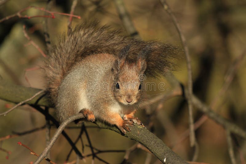 Red-haired Furry Squirrel in the Park Stock Photo - Image of nose ...