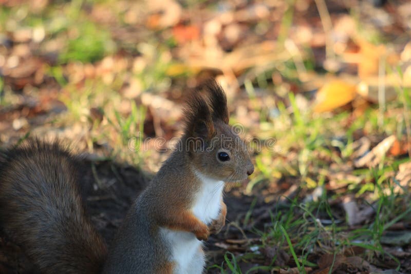 Red-haired Furry Squirrel in the Park Stock Photo - Image of natural ...