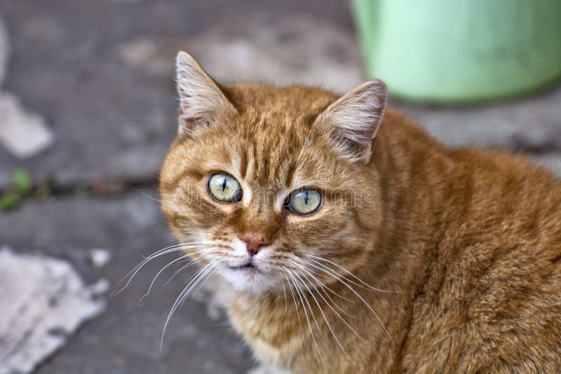 Red-haired kitten stock image. Image of estate, architecture - 181823831