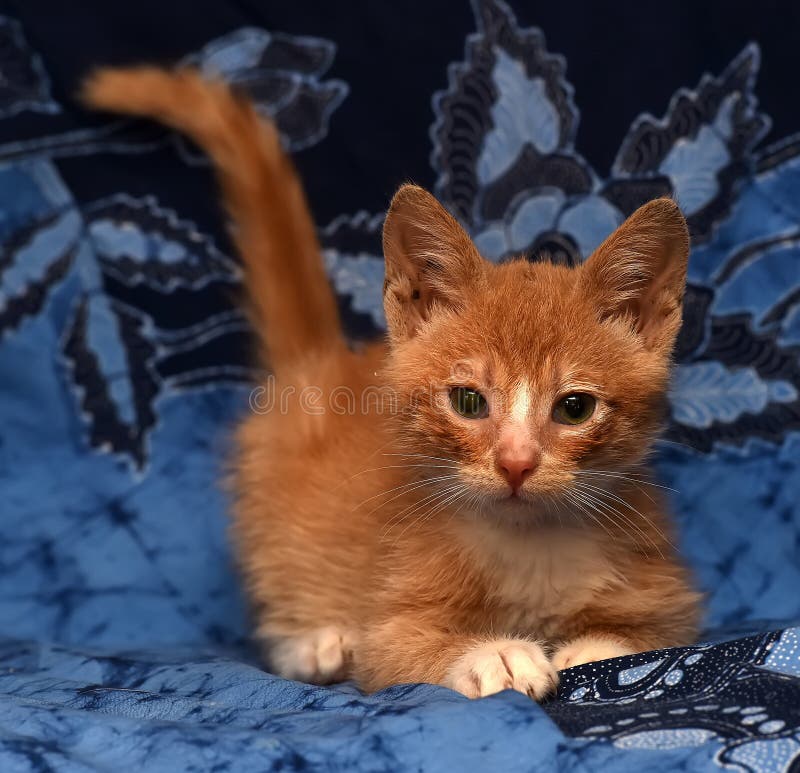 Red-haired kitten stock photo. Image of baby, kitty, lovable - 99051378
