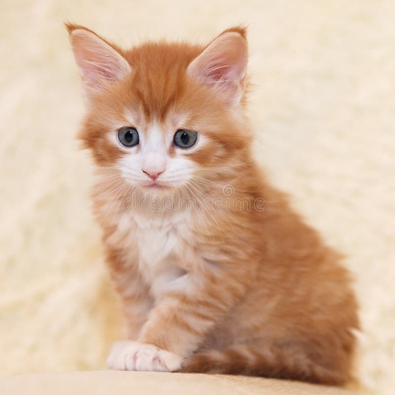 Sad little kitty stock photo. Image of little, beige - 33925460