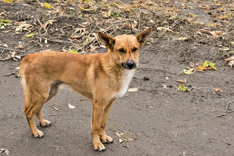 Red-haired Mongrel Dog on the Street Stock Photo - Image of look, brown ...