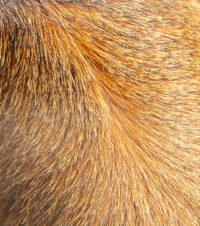 Red Haired Monkey As an Abstract Background. Texture. Stock Image ...