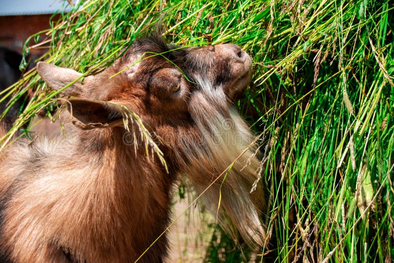 A Red-haired Old Goat is Eating Fresh Hay from a Stack Stock Image ...