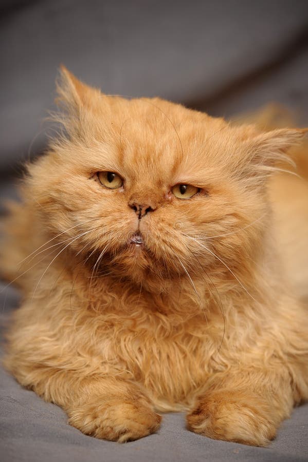 Portrait red persian stock photo. Image of food, kitten - 25996076