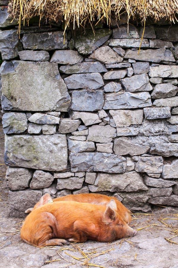 Red Haired Pigs stock photo. Image of mammal, farmland - 57041062