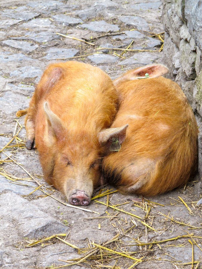 Red Haired Pigs stock image. Image of farming, breed - 57039617