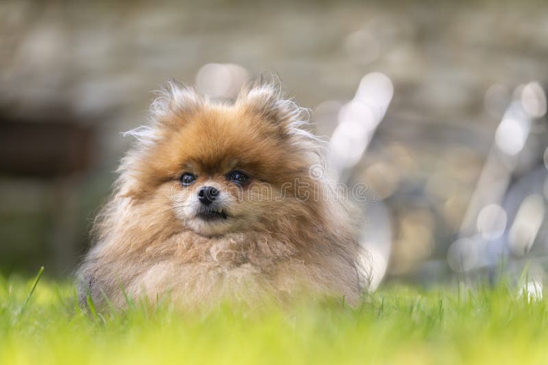 Red-haired Pomeranian Dog in the Park. Stock Photo - Image of green ...
